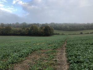 Walking The Pilgrims' Way. Six Days From Southwark Cathedral, London ...