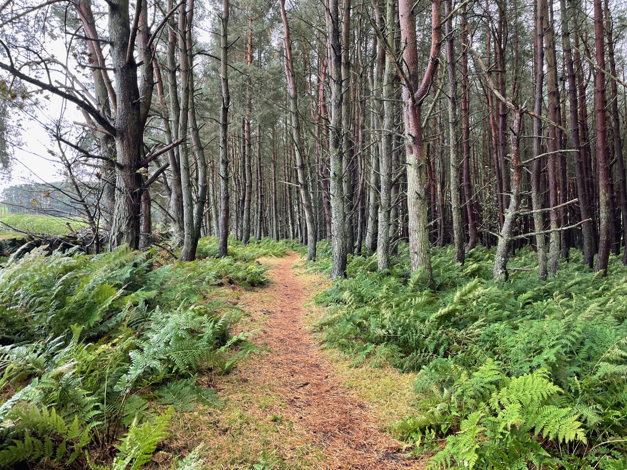 Walking The St Cuthbert's Way. 5 Days From Melrose To Lindisfarne, Holy ...