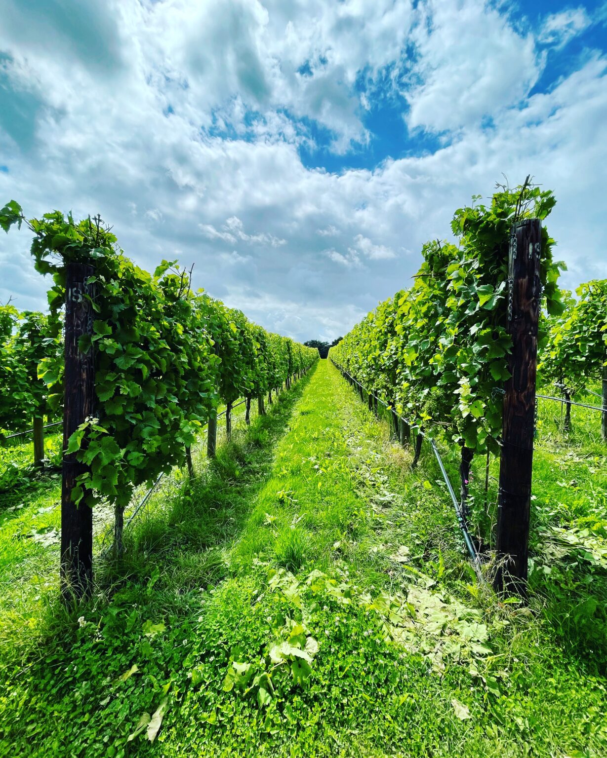 English Vineyards, Biodynamics, And Blood Vintage: J.F. Penn With ...